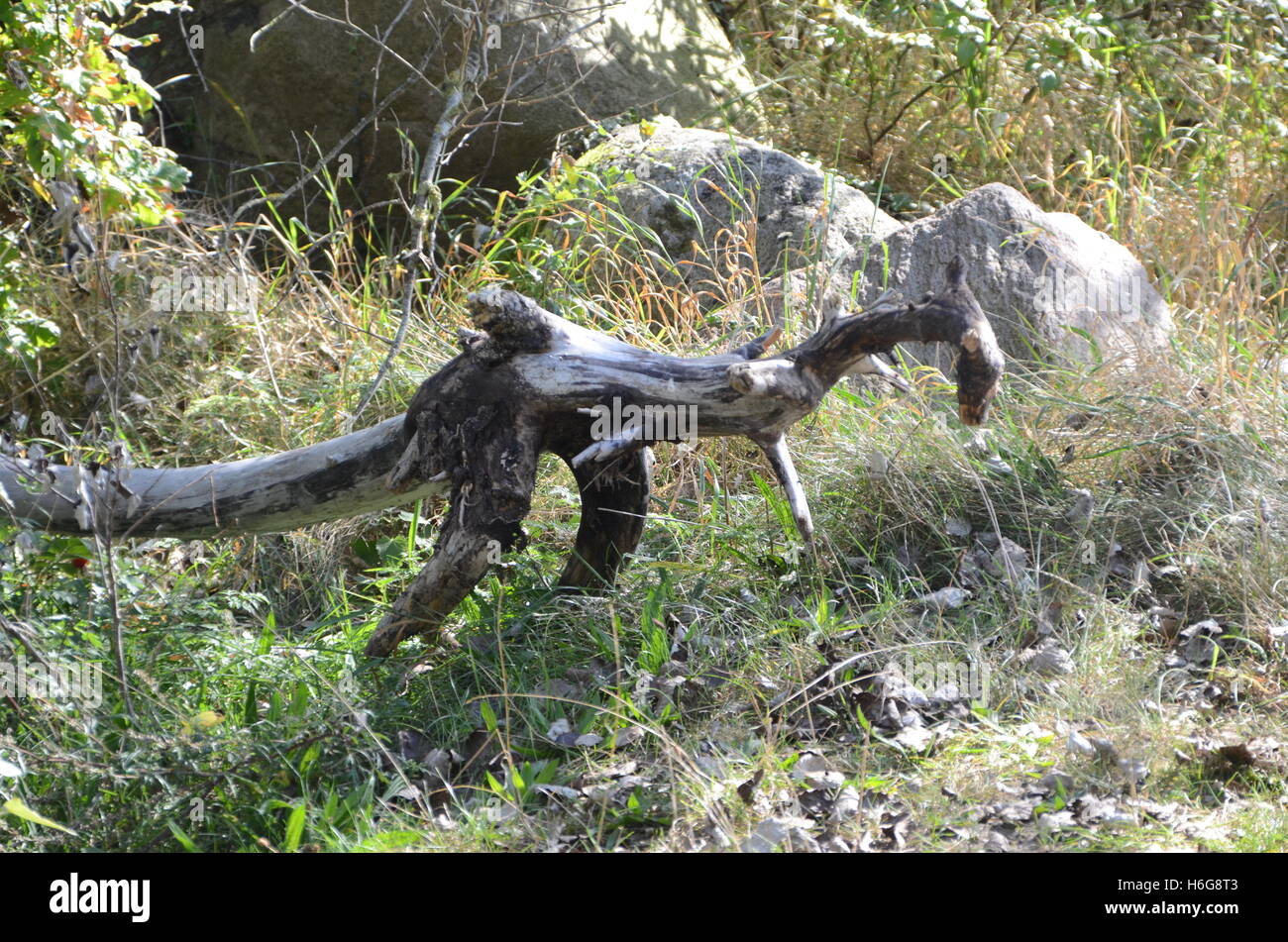 Tree looks like dinosaur hi-res stock photography and images - Alamy