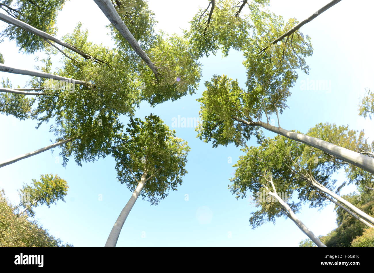 Trees in the forest seen in a straight upview with wide angle lens ...