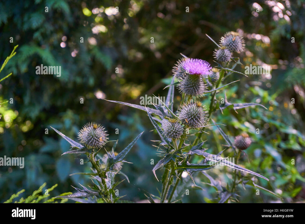 Purple swamp flowers hi-res stock photography and images - Alamy