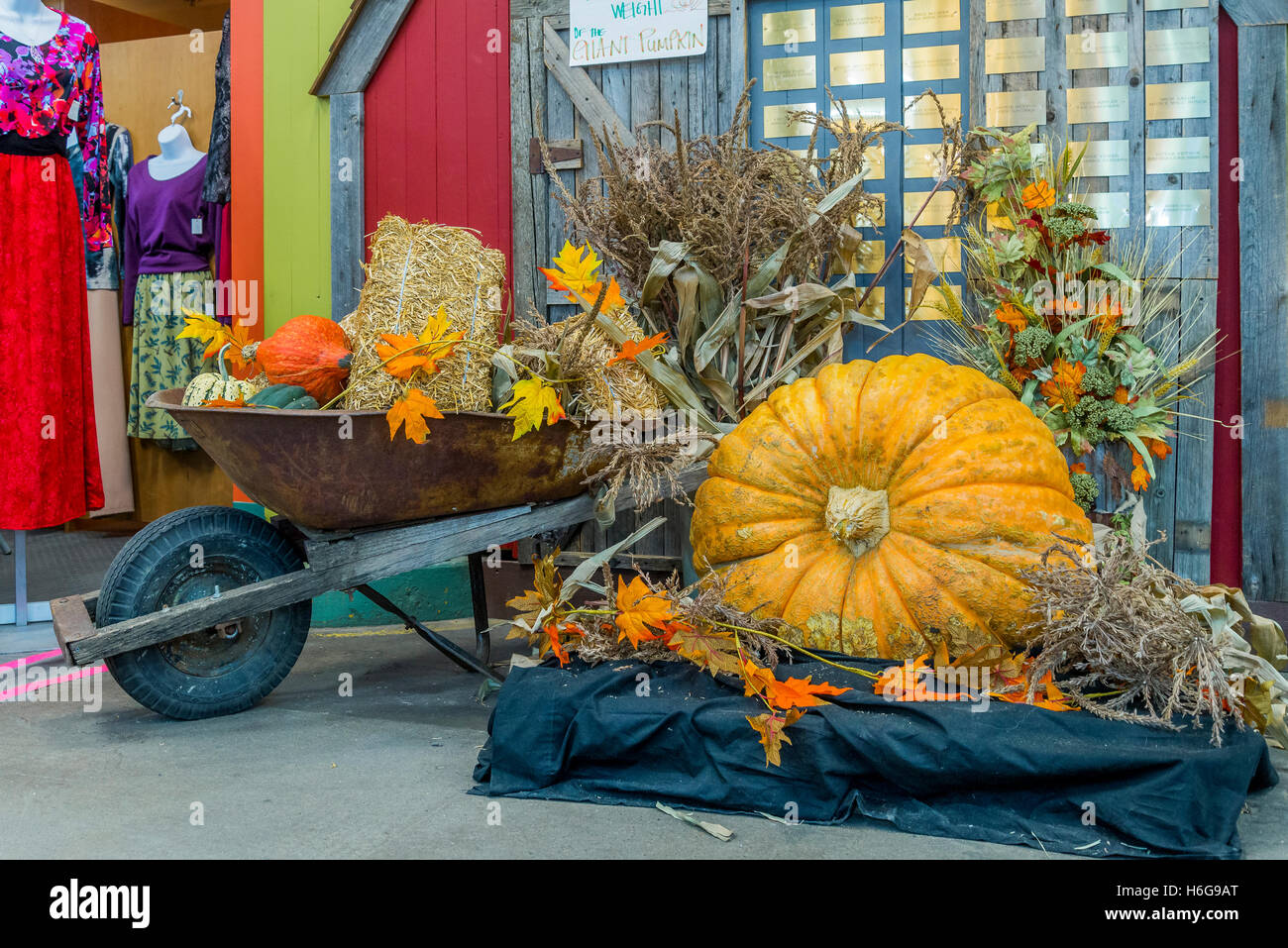 Giant pumpkin hi-res stock photography and images - Alamy