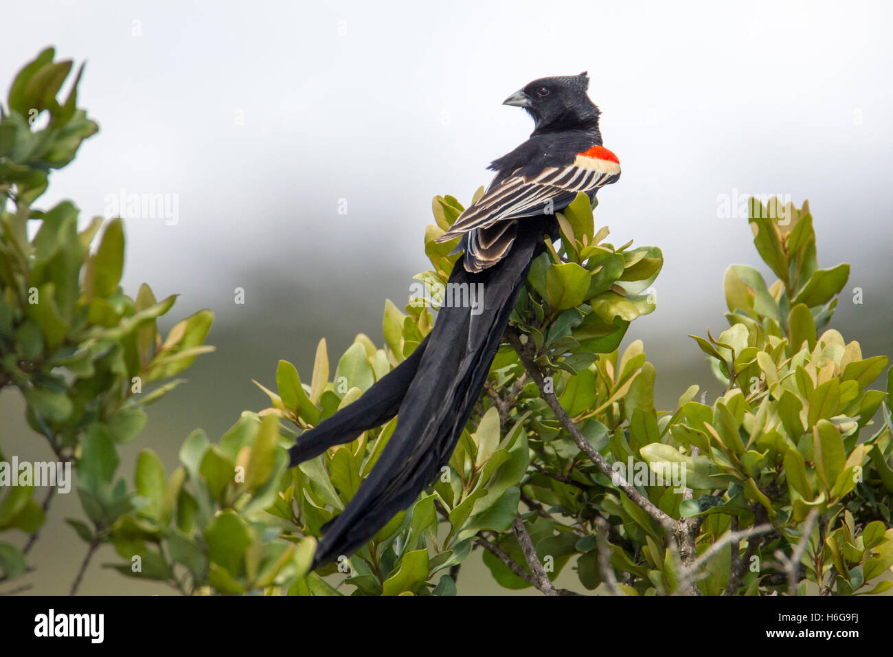 Long-tailed widowbird Euplectes progne “Sakabula” sitting on a bush top ...