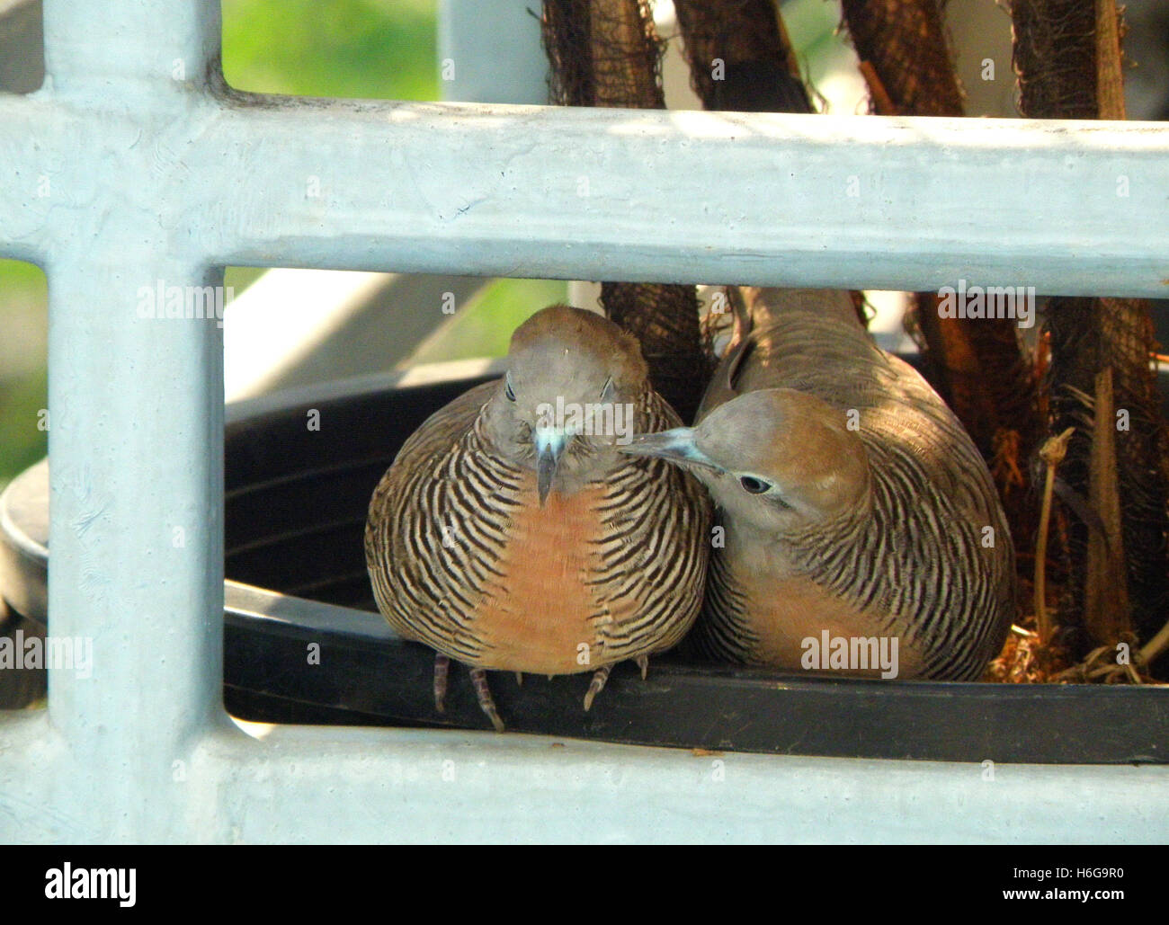 Wild Zebra Dove preening its mate sweetly on the planter at the balcony ...