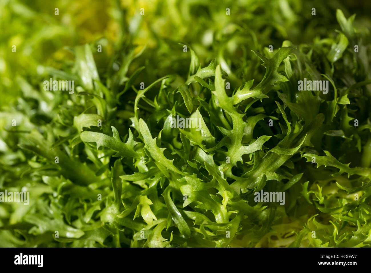 Raw Green Organic Frisee Lettuce Ready to Eat Stock Photo - Alamy