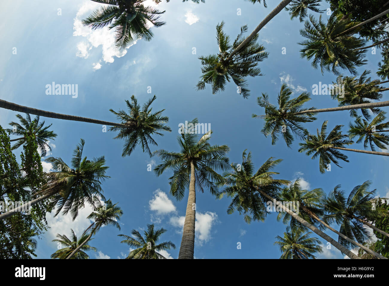 Coconut palm hi-res stock photography and images - Alamy