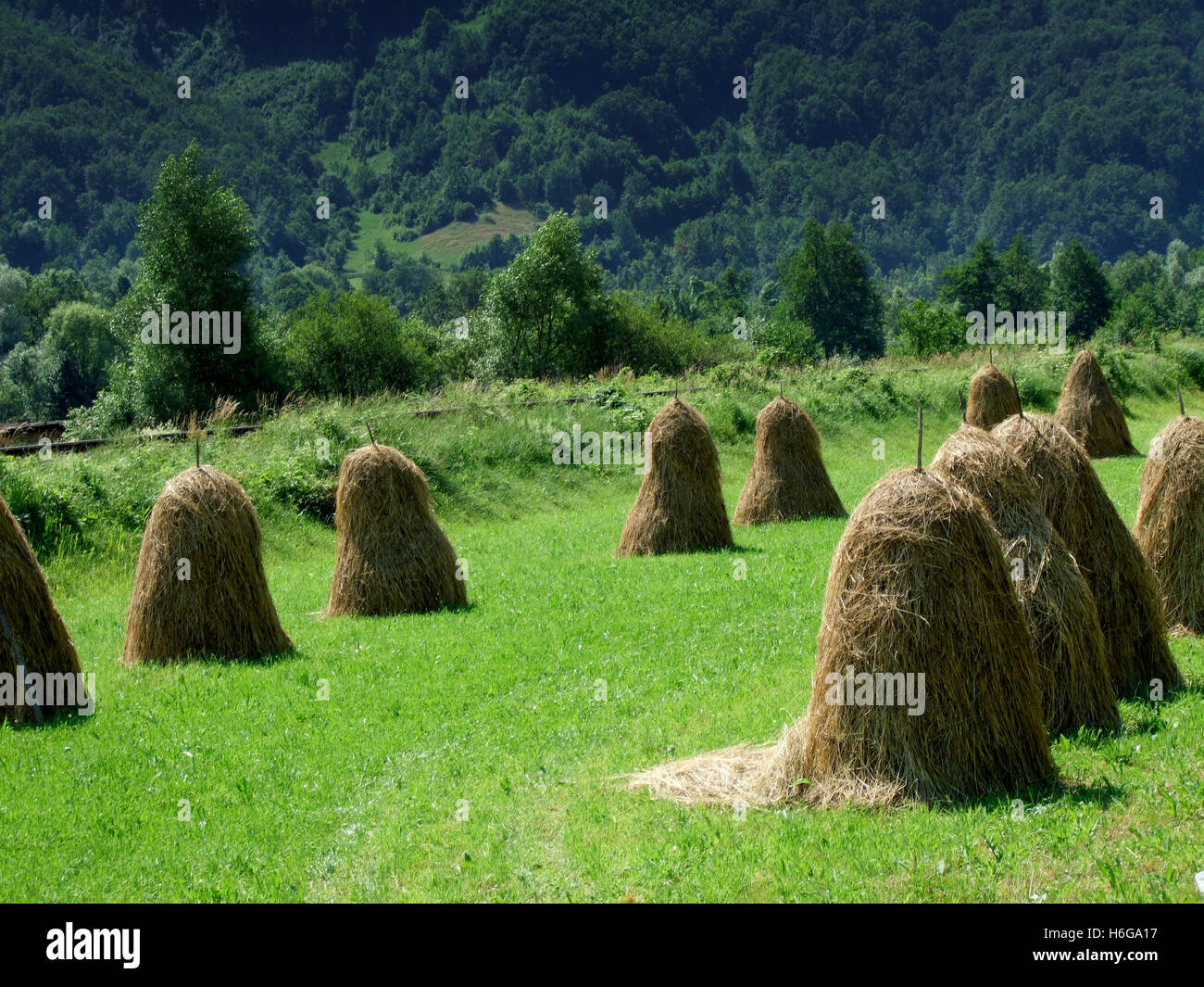 Romanian roma hi-res stock photography and images - Alamy