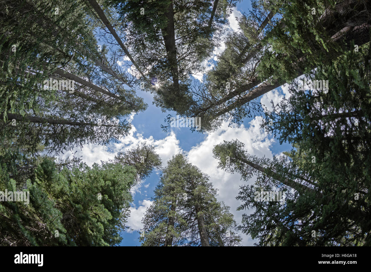 looking up into the treetops of a pine forest in Yosemite National Park ...