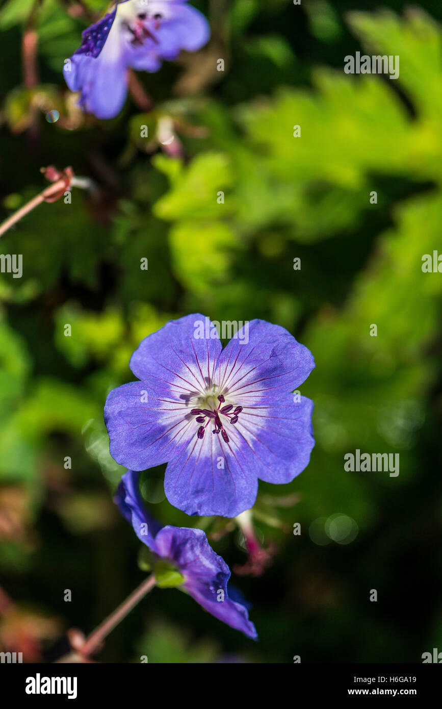 A Geranium 'Rozanne' flower Stock Photo - Alamy