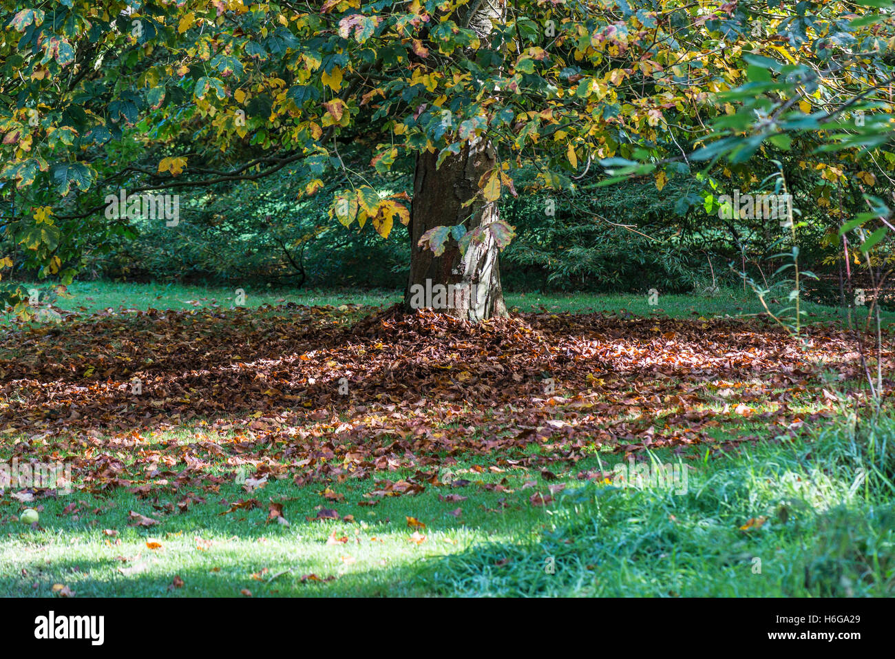 Fallen leaves under a tree in autumn Stock Photo - Alamy
