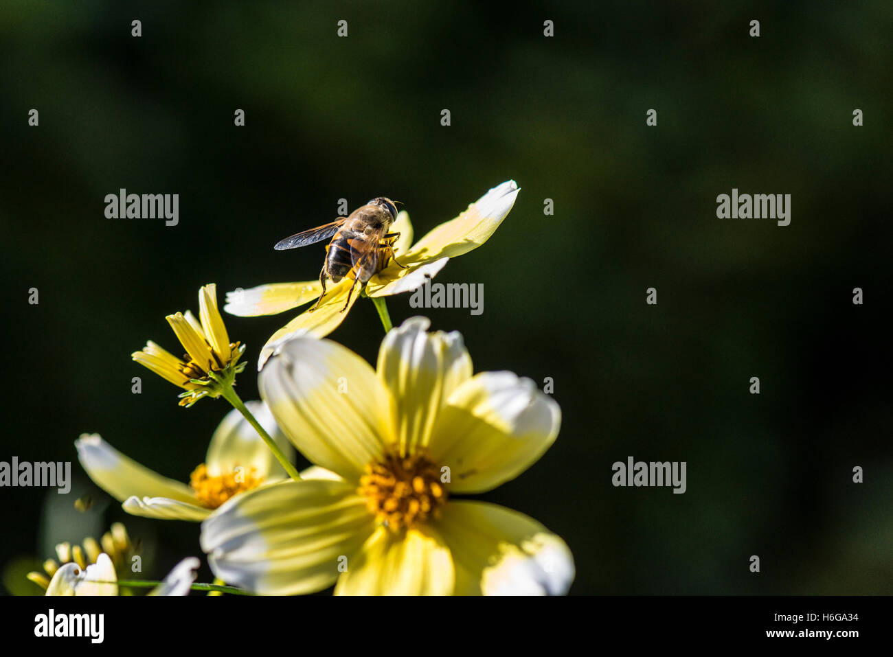 Bidens Bidens Aurea High Resolution Stock Photography and Images - Alamy