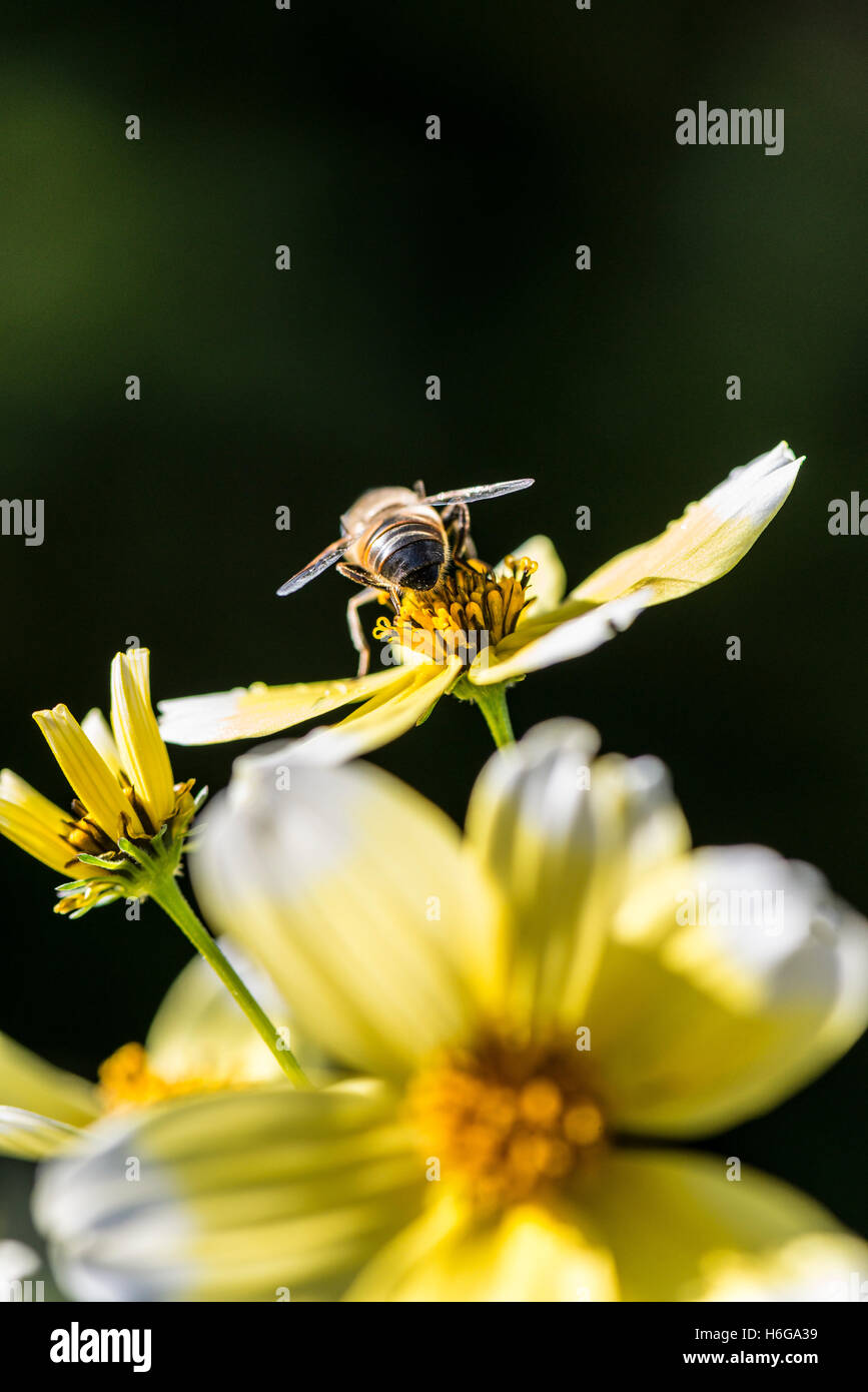 A female common drone fly (Eristalis tenax) on the flower of a Arizona ...