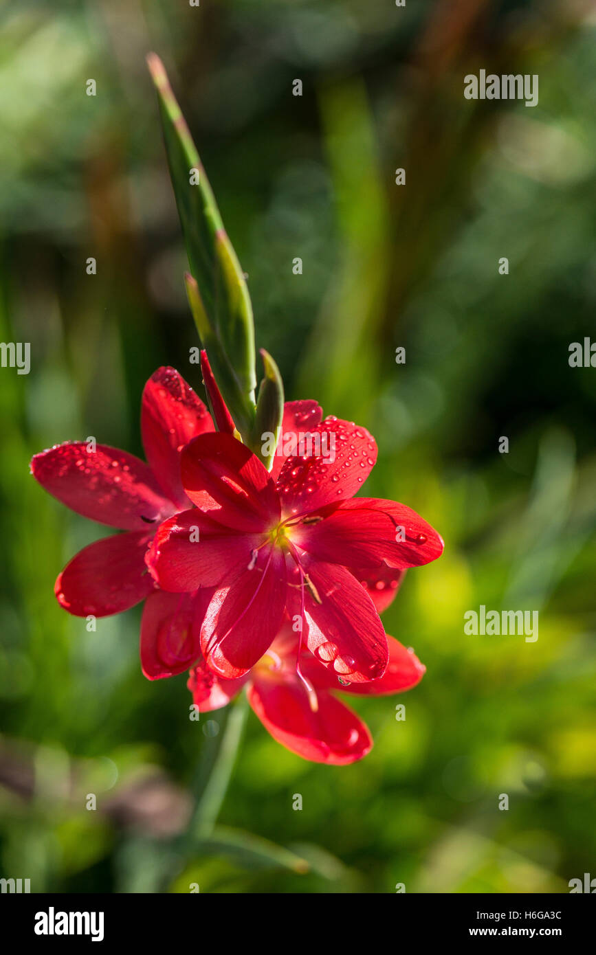 Rain drops on the petals of a crimson flag lily 'Major' (Hesperantha ...