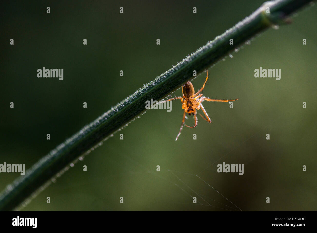 A spider building a web on a plant stem Stock Photo - Alamy