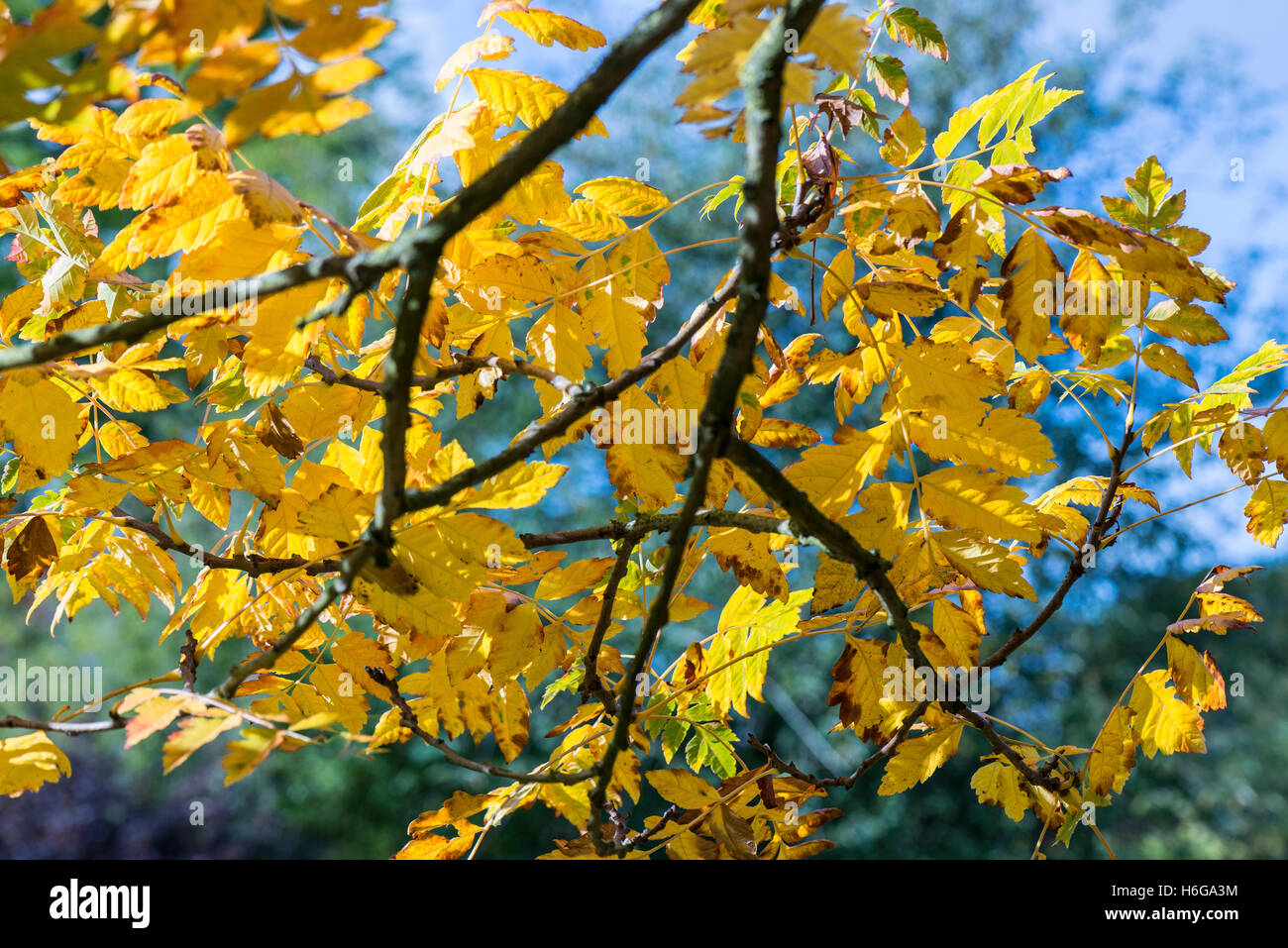 The leaves of a pride of India tree (Koelreuteria paniculata) in autumn ...