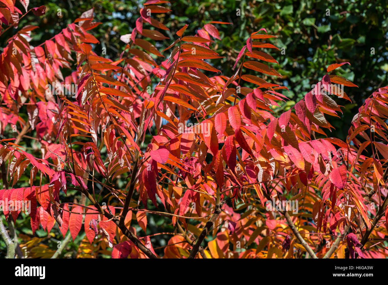 Sumach tree hi-res stock photography and images - Alamy
