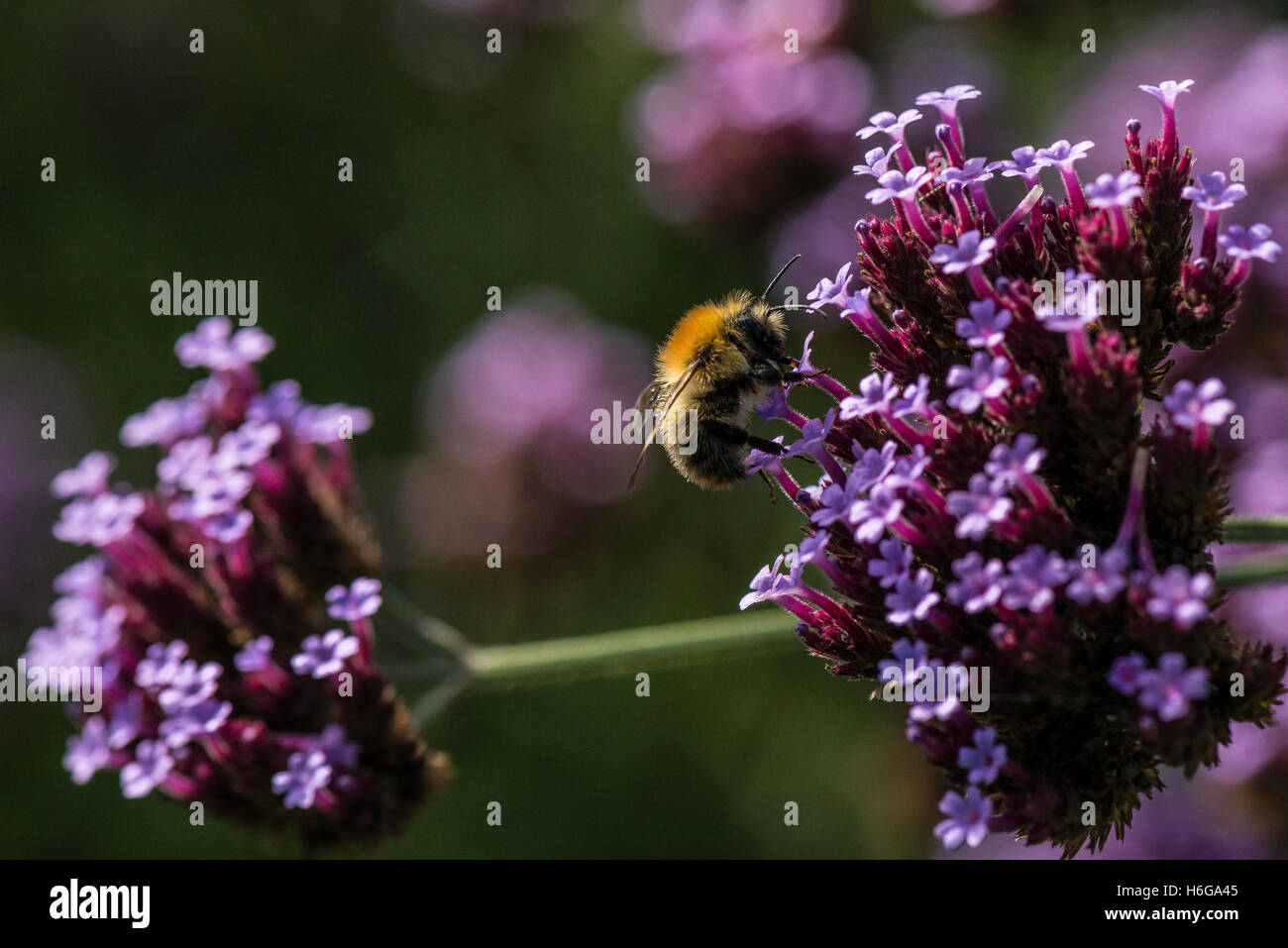 A bumblebee on Argentinian vervain (Verbena bonariensis Stock Photo - Alamy