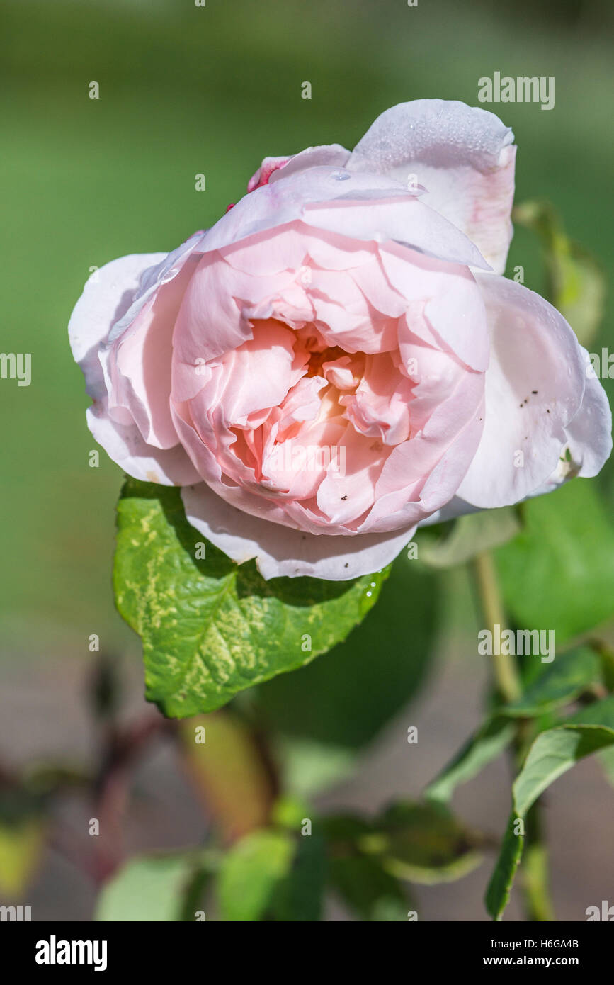 A pink rose flowering in autumn Stock Photo - Alamy