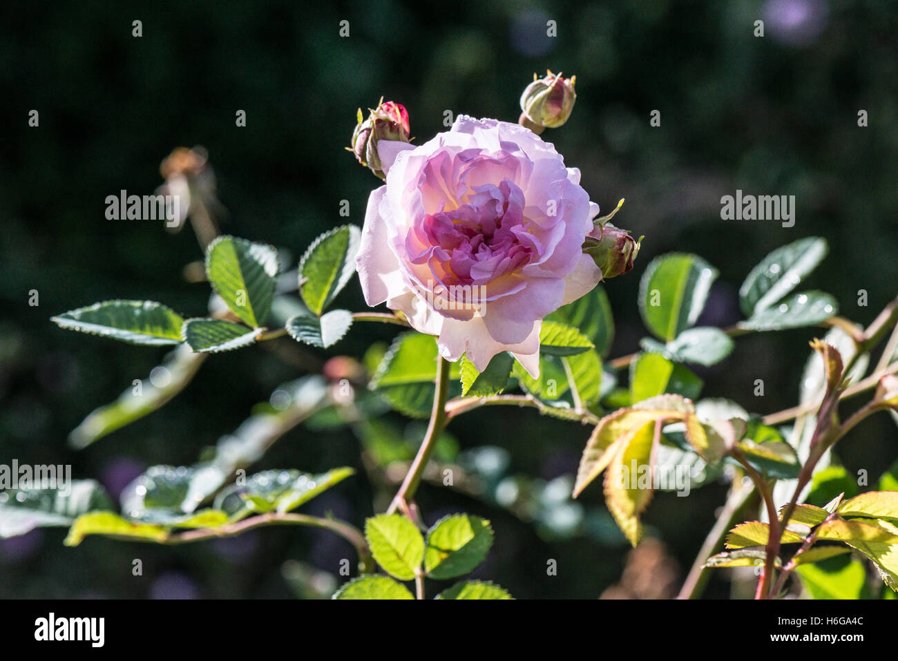A pink rose flowering in autumn Stock Photo - Alamy
