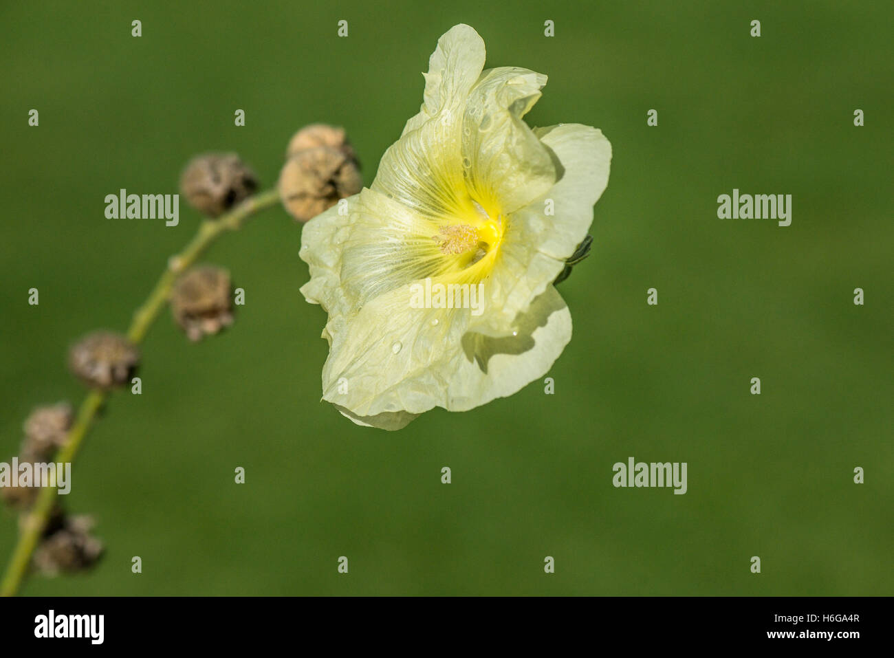 Raindrops on the petals of a yellow hollyhock flower (Alcea rosea Stock ...