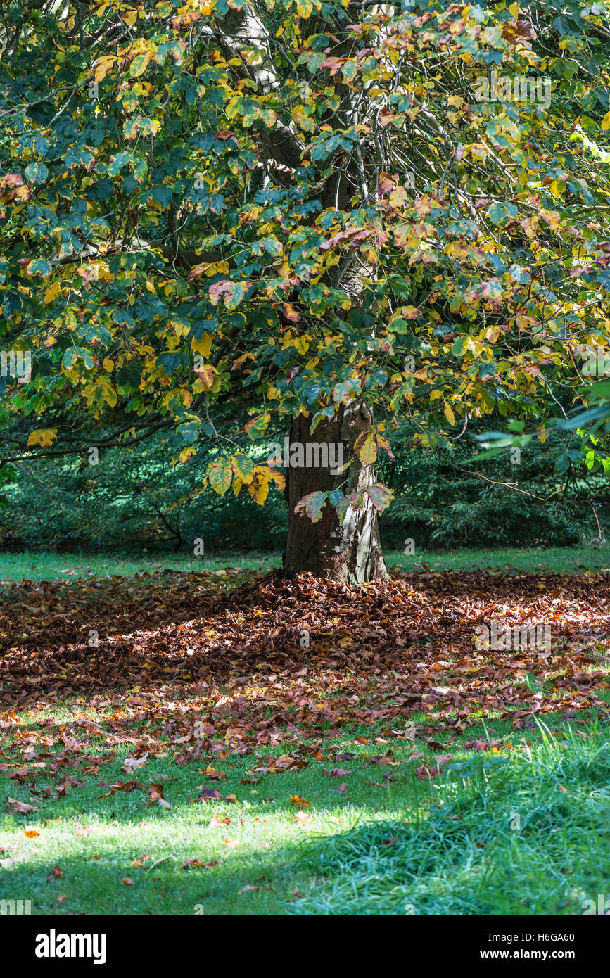 Fallen leaves under a tree in autumn Stock Photo - Alamy