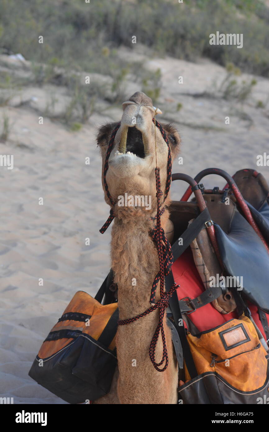 Camel milk saddle hi-res stock photography and images - Alamy