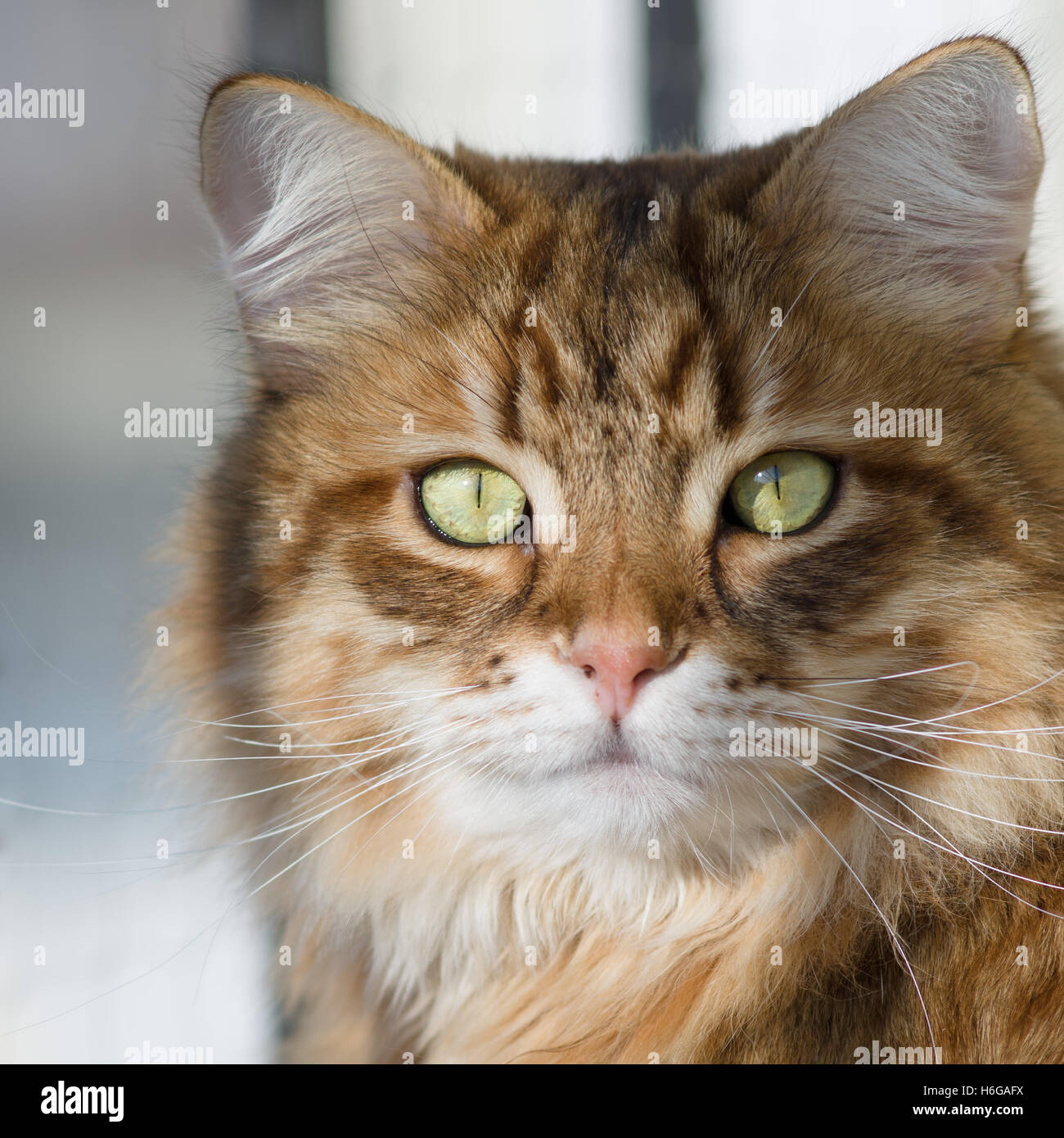 Siberian cat portrait Stock Photo - Alamy