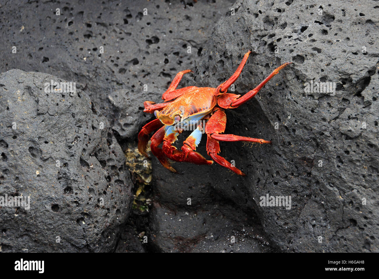 Grapsus crab on volcanic rock Stock Photo - Alamy