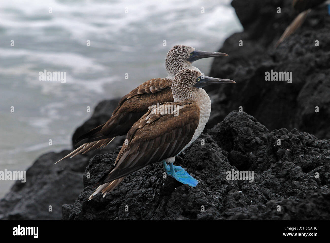 Blue footed booby, sula nebouxii, Galapagos Stock Photo - Alamy
