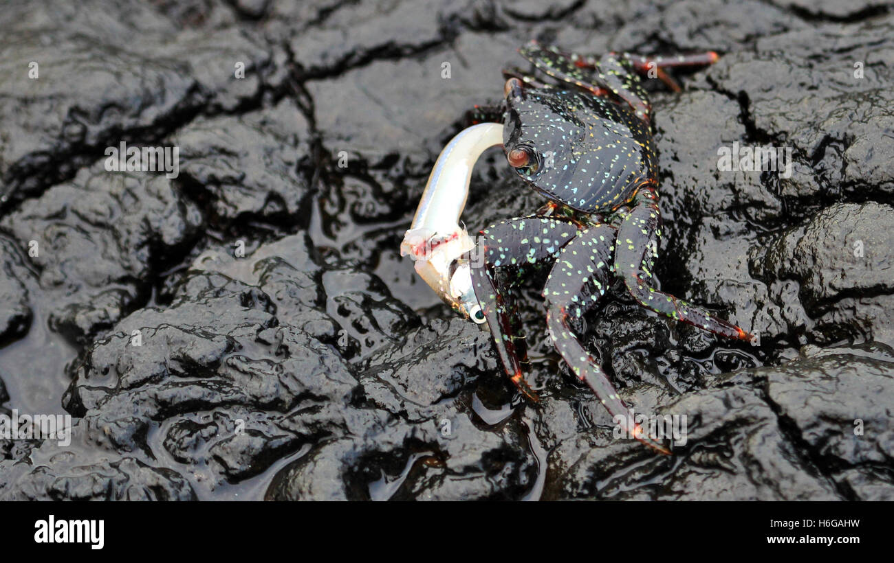 Grapsus crab with fish on volcanic rock Stock Photo - Alamy