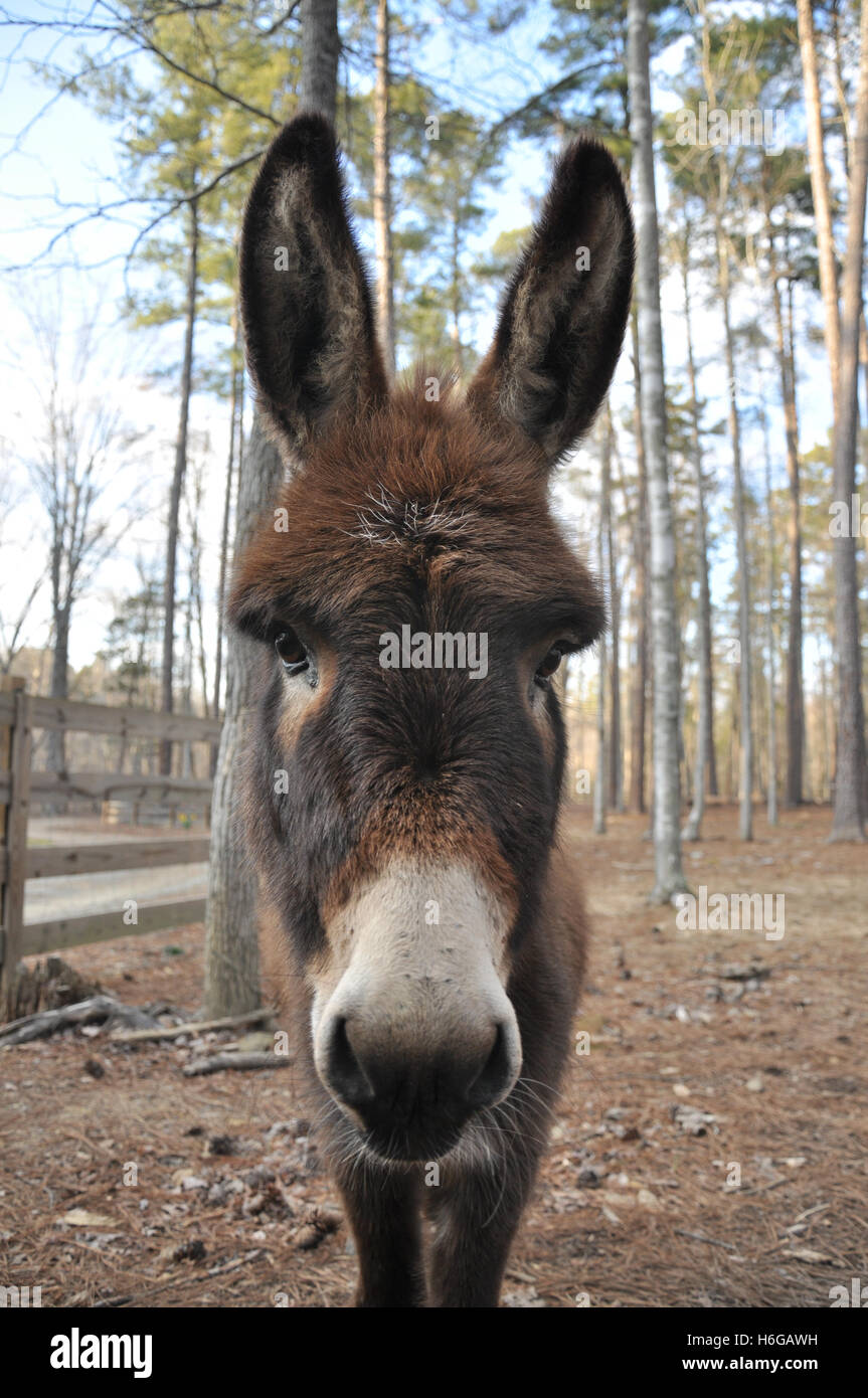 Curious brown donkey looking straight at the camera in dry woodland ...