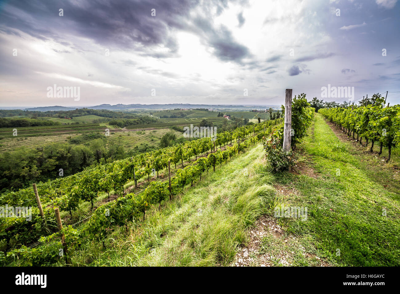 grapevine cultivation in the italian countryside in a stormy summer day ...