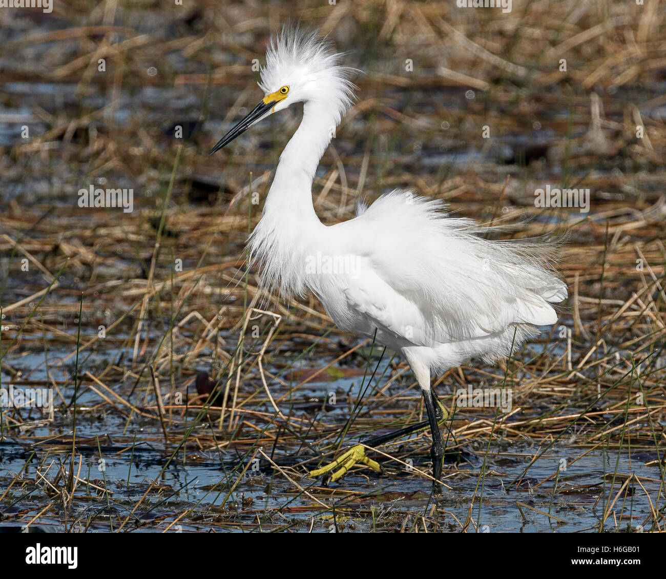 Egret mating plumage hi-res stock photography and images - Alamy