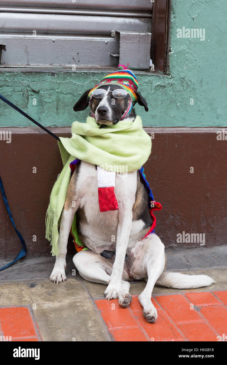 Peruvian dogs hi-res stock photography and images - Alamy