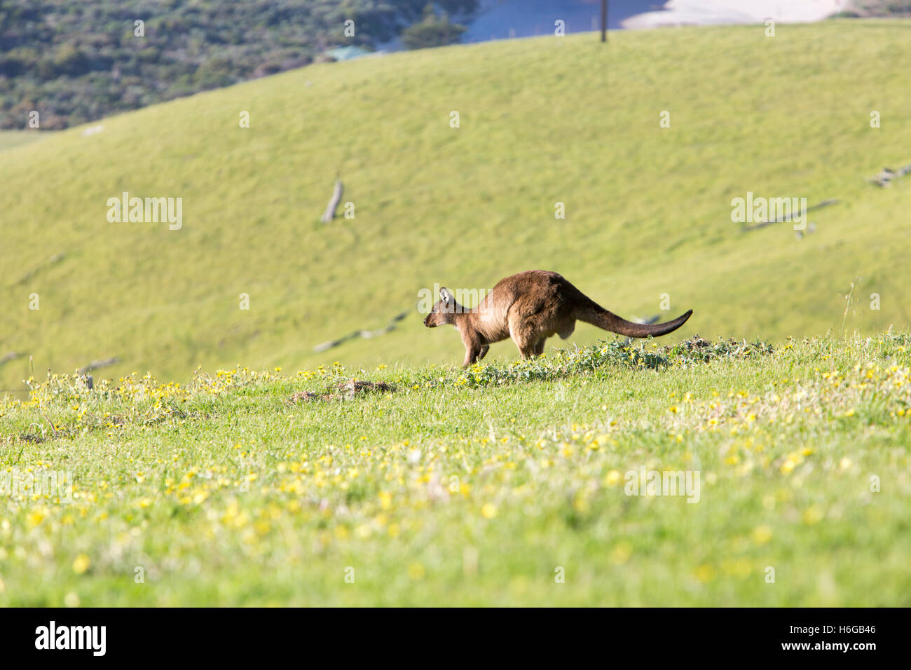 Kangaroo running hopping through the countryside on kangaroo island ...