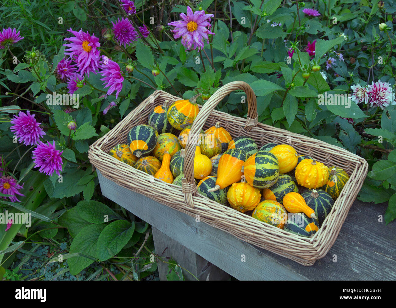 Mixed squashes on display ripe fruit in Autumn Stock Photo - Alamy