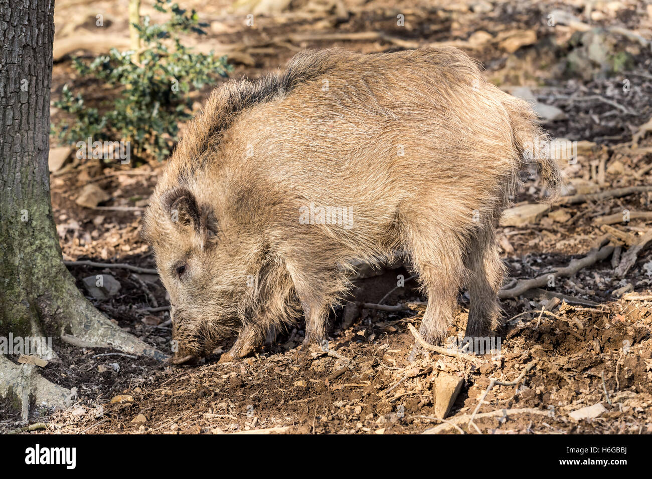Wild Boar (sus scrofa scrofa) - wild boar enclosure, Roetgen, Germany ...