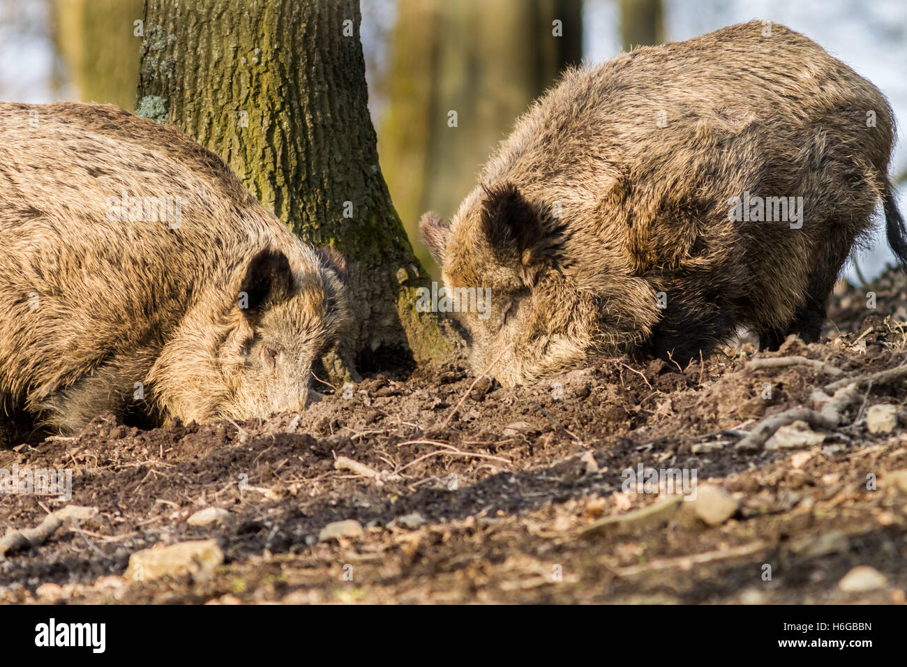 Wild Boar (sus scrofa scrofa) - wild boar enclosure, Roetgen, Germany ...