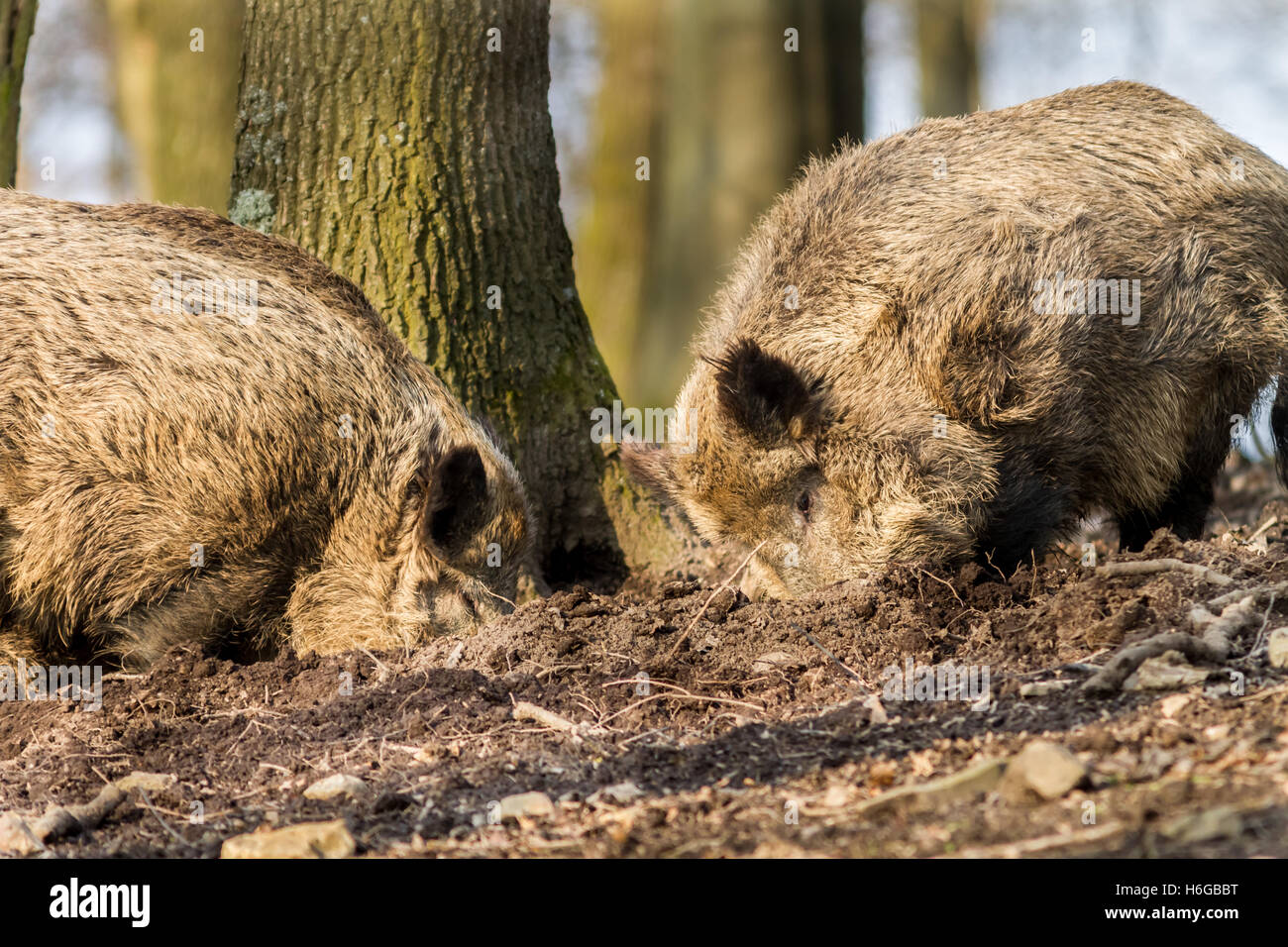 Wild Boar (sus scrofa scrofa) - wild boar enclosure, Roetgen, Germany ...