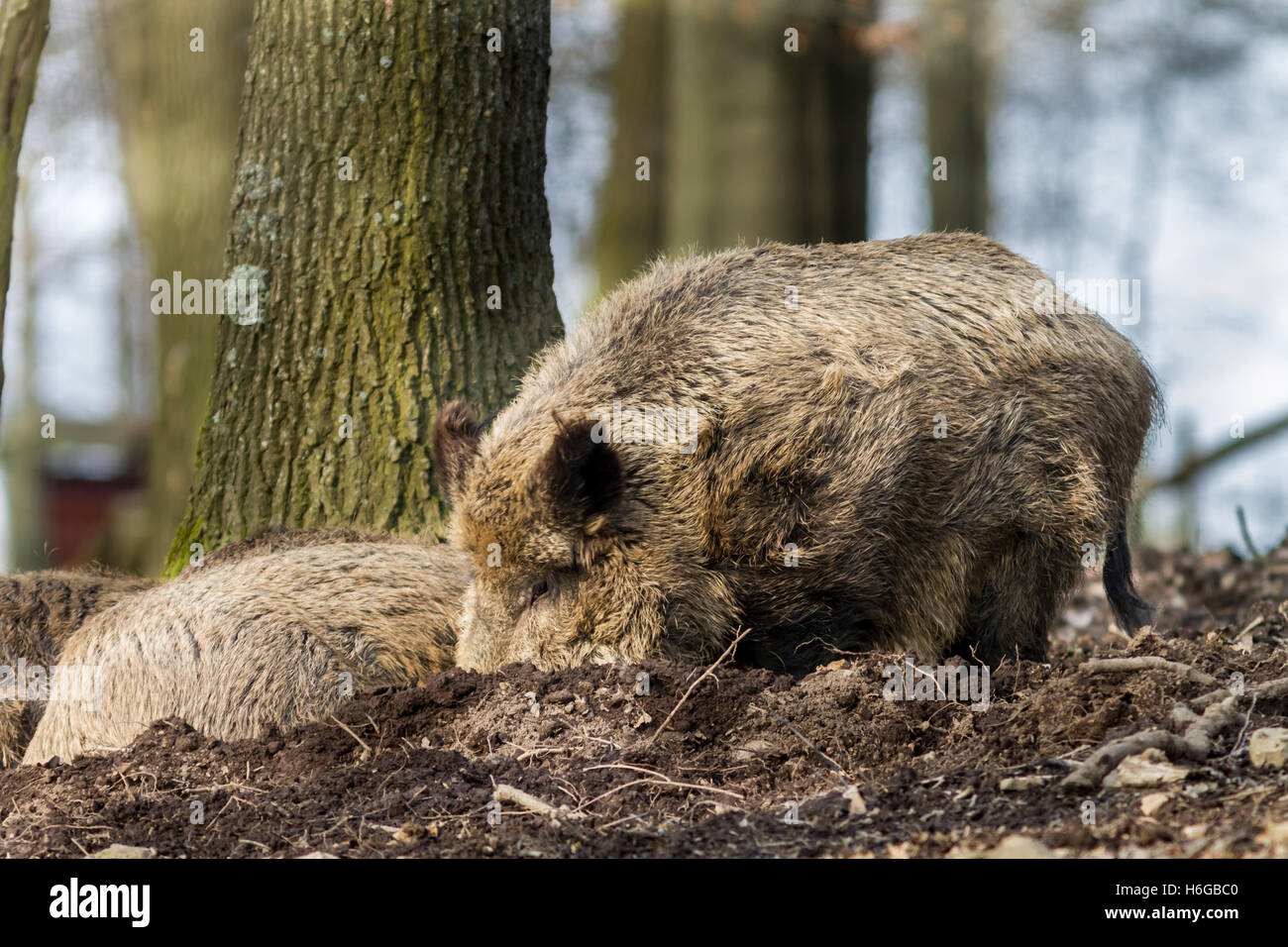 Wild Boar (sus scrofa scrofa) - wild boar enclosure, Roetgen, Germany ...