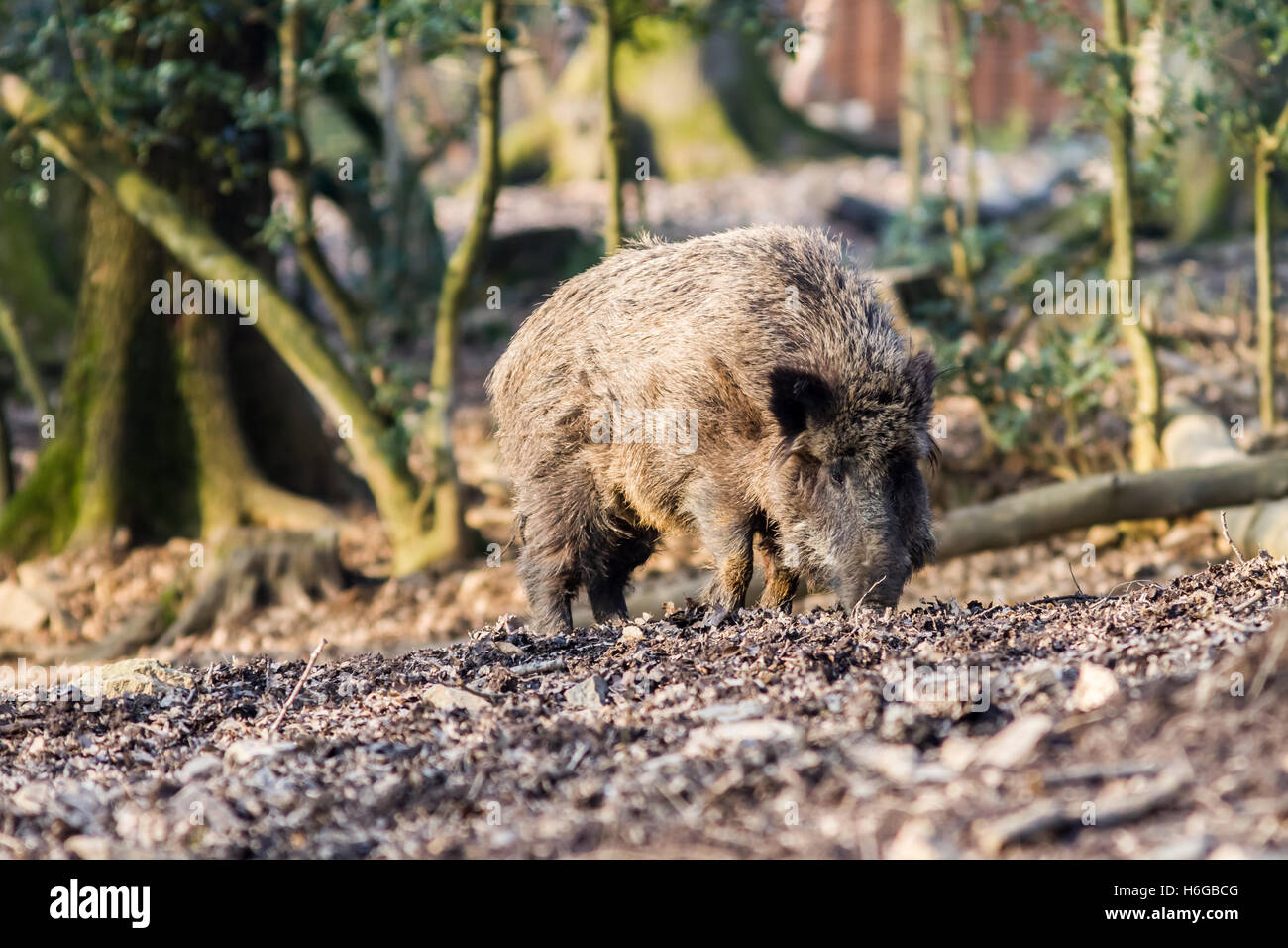 Wild animal enclosure dig hi-res stock photography and images - Alamy