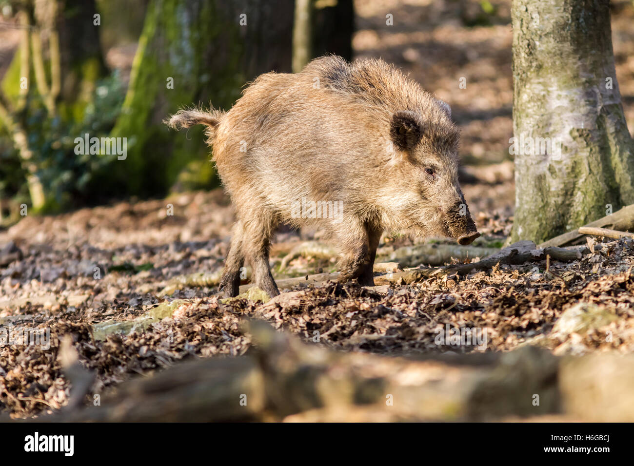 Wild animal enclosure dig hi-res stock photography and images - Alamy