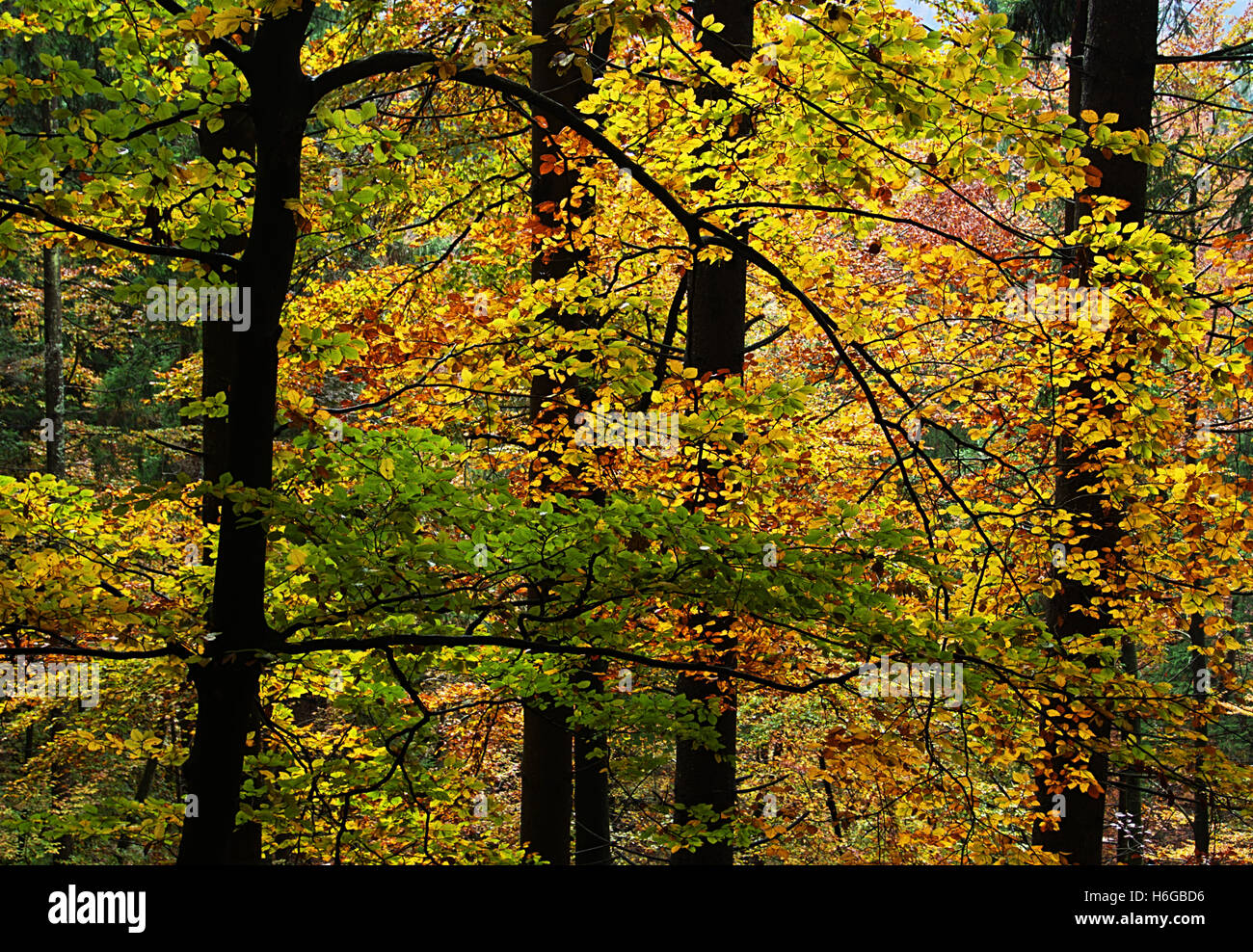 Autumn beech tree leaves Stock Photo - Alamy