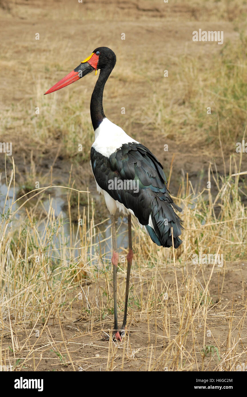 Saddle-billed stork wading on African plains Stock Photo - Alamy