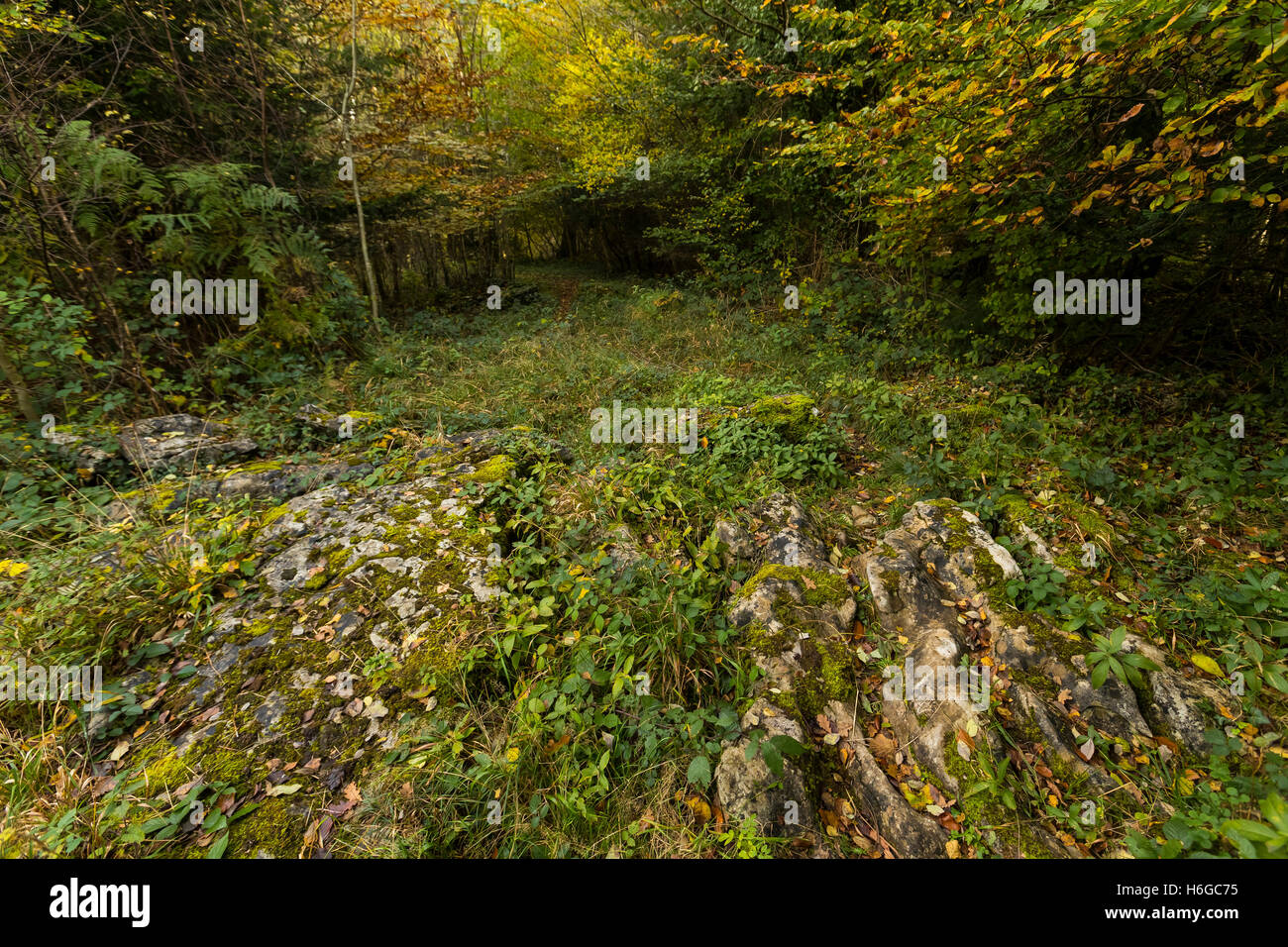 Limestone pavement geology. UK seasons Autumn in the Forest of Dean ...