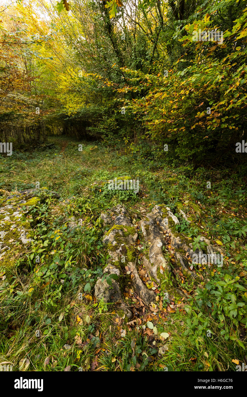 Limestone pavement geology. UK seasons Autumn in the Forest of Dean ...