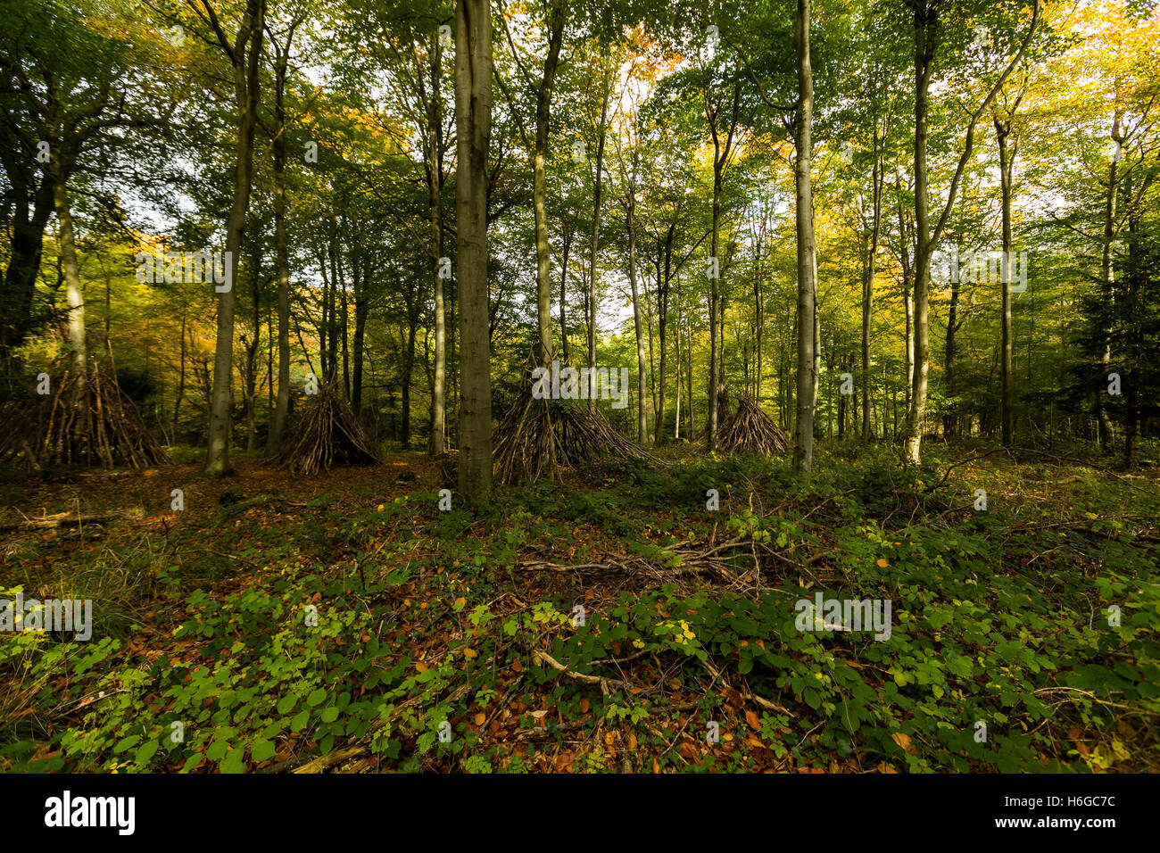 Den building. UK seasons Autumn in the Forest of Dean, Gloucestershire ...
