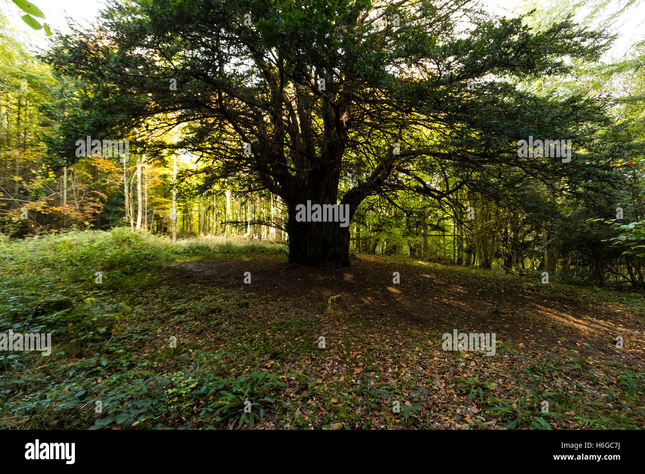 King Yew, ancient yew tree in the Forest of Dean. UK seasons Autumn in ...