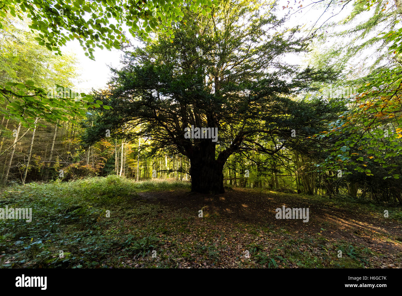 Veteran yew tree hi-res stock photography and images - Alamy