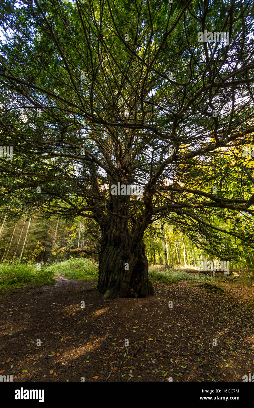 King Yew, ancient yew tree in the Forest of Dean. UK seasons Autumn in ...