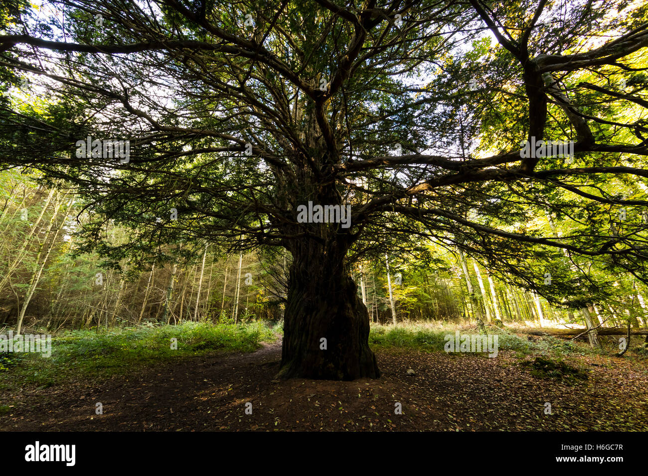 Veteran yew tree hi-res stock photography and images - Alamy