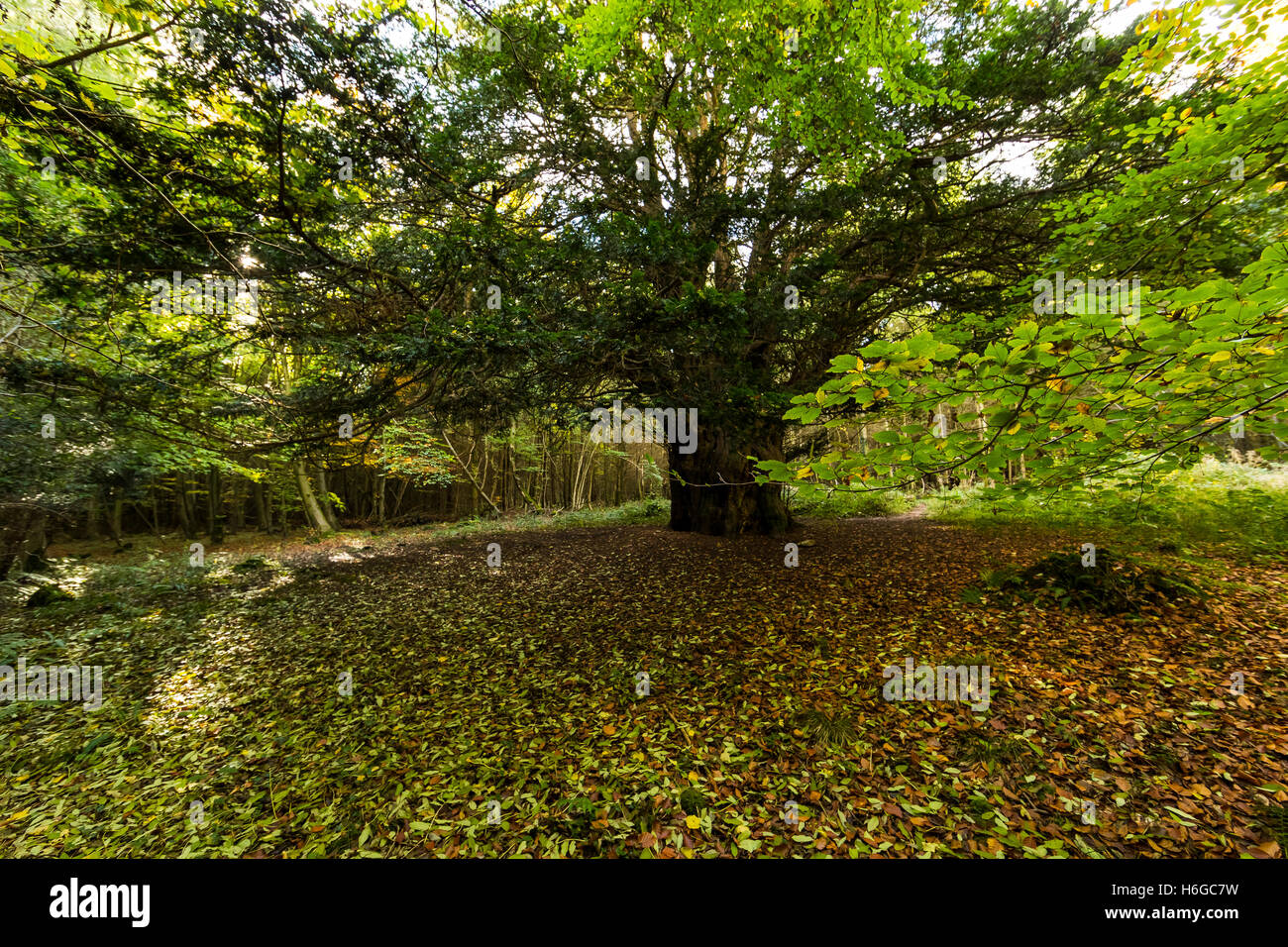 Veteran yew tree hi-res stock photography and images - Alamy